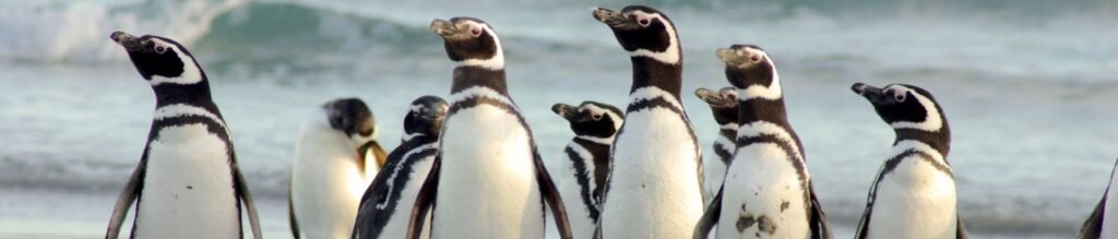 Navigation to the Penguins island – USHUAIA – Beagle Channel – Calaio ...